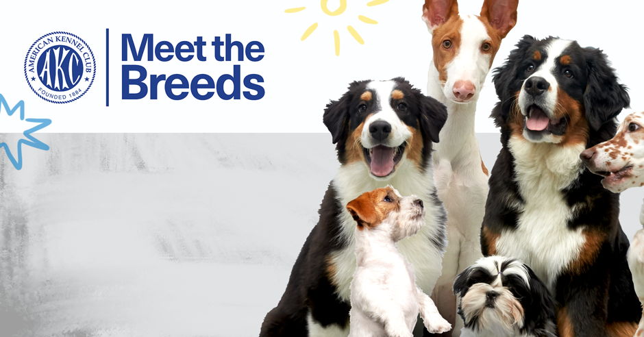 2020 AKC Meet the Breeds® - 11th Annual - Events - Universe